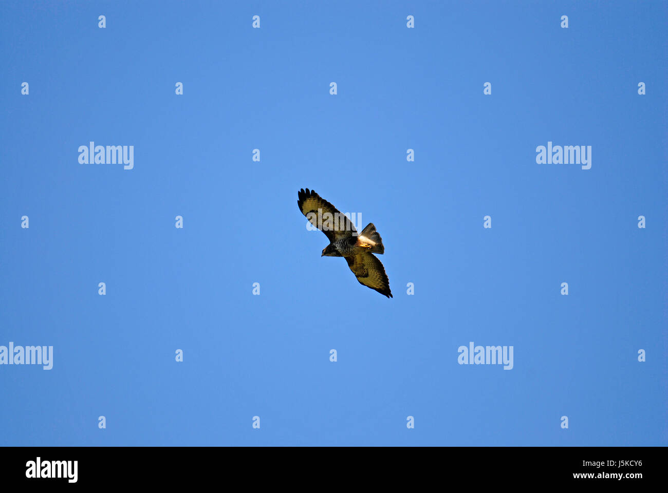 flight bird birds raptor birds of prey feathers feathering volplane ...