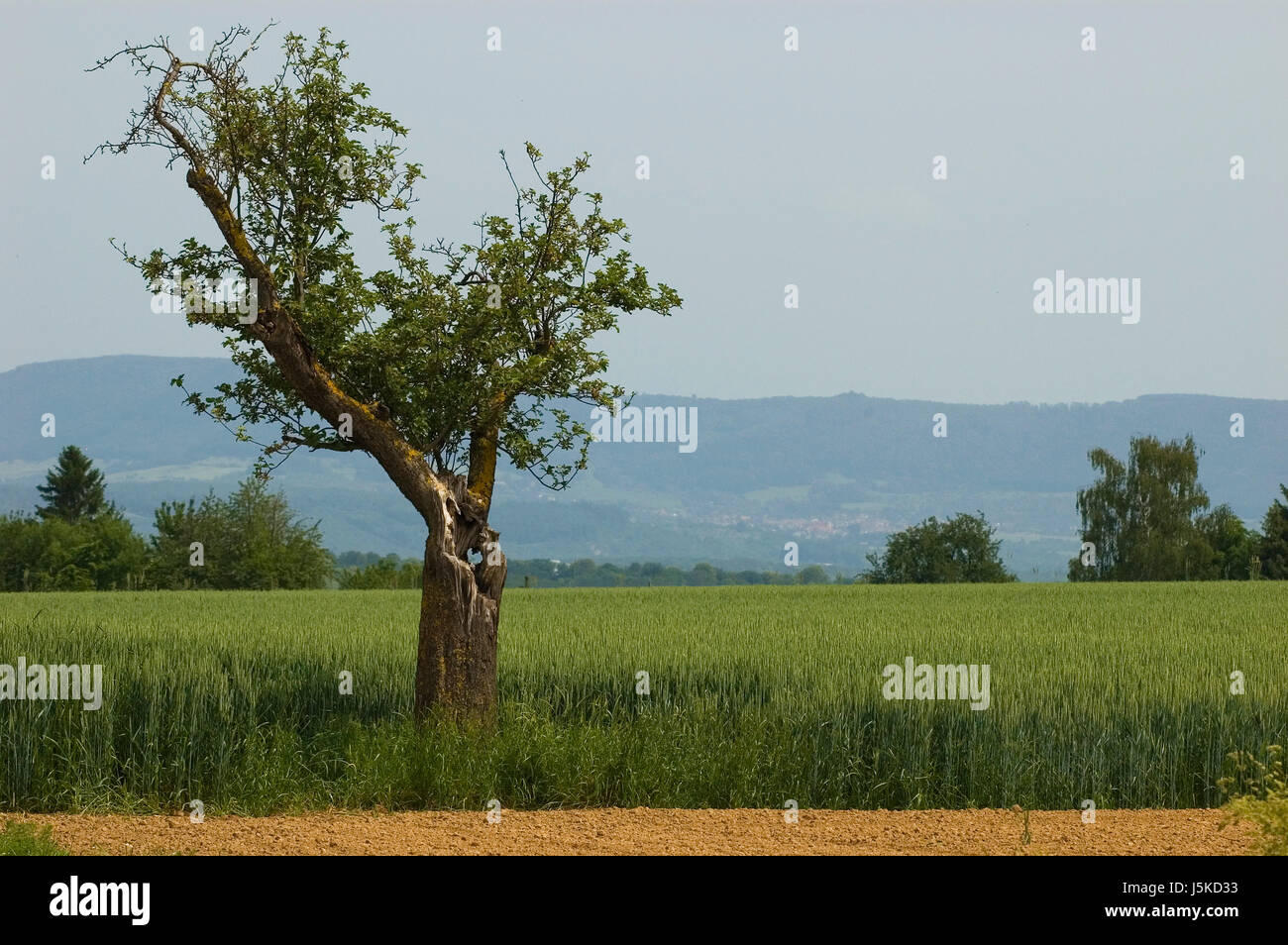 tree wood field branch acre hurt end break split damage damages ...