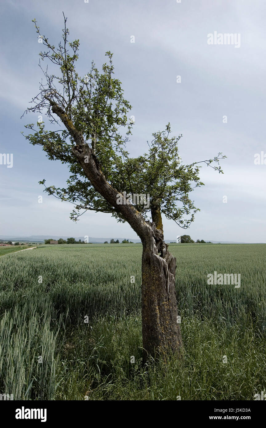 tree wood field ailing branch acre hurt end break split damage damages ...