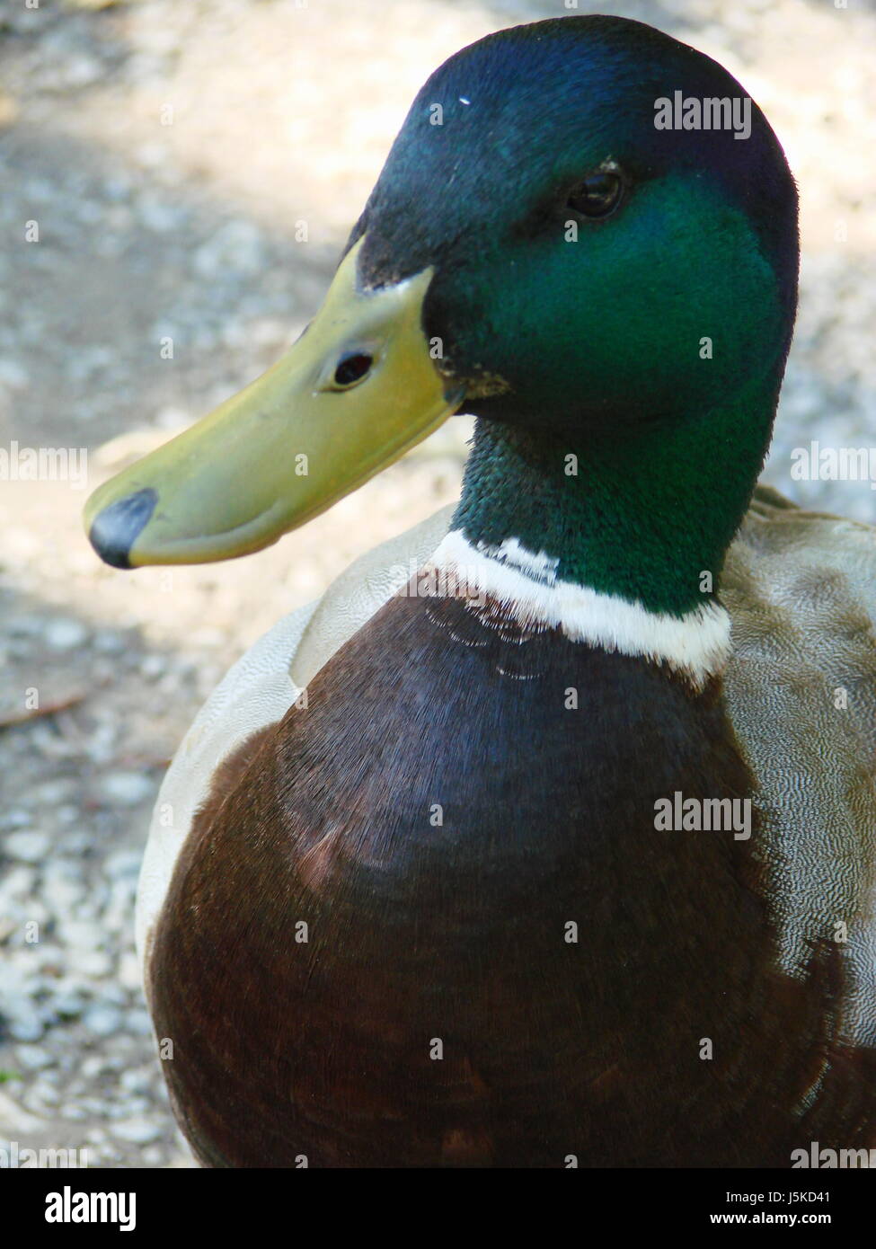 bird birds look glancing see view looking peeking looking at feathers ...