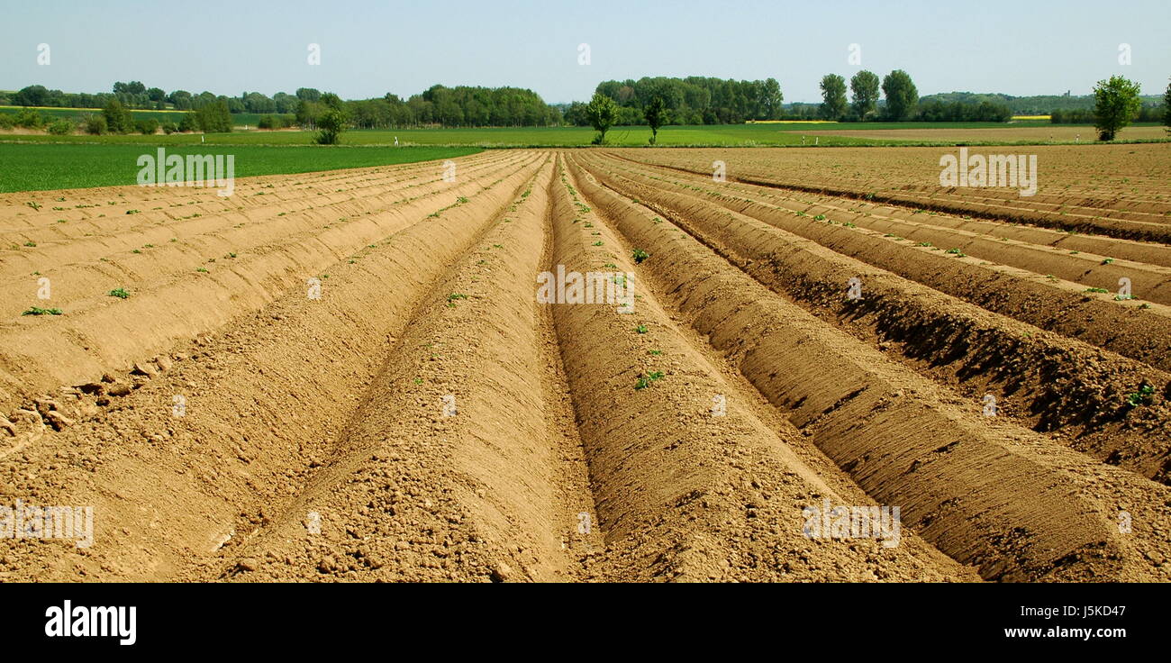 agriculture farming field acre rampart furrow potato growing wall ...