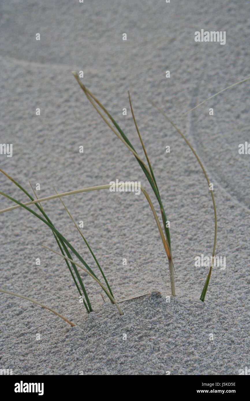 green beach seaside the beach seashore dunes blade of grass meadow ...