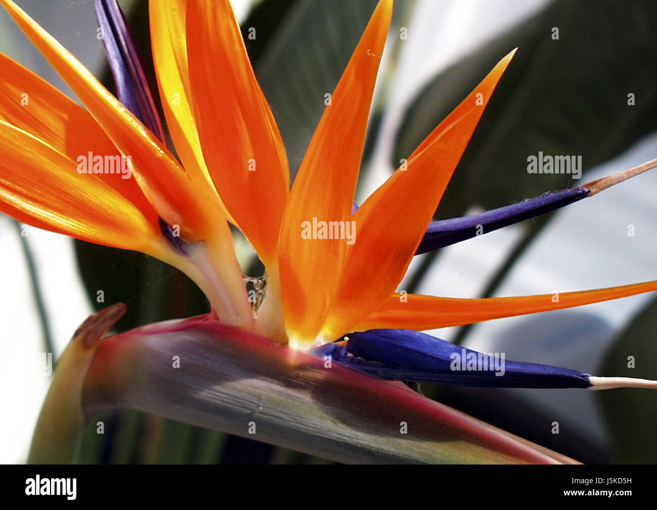 environment enviroment botany exotic tropical colour colors colours ...