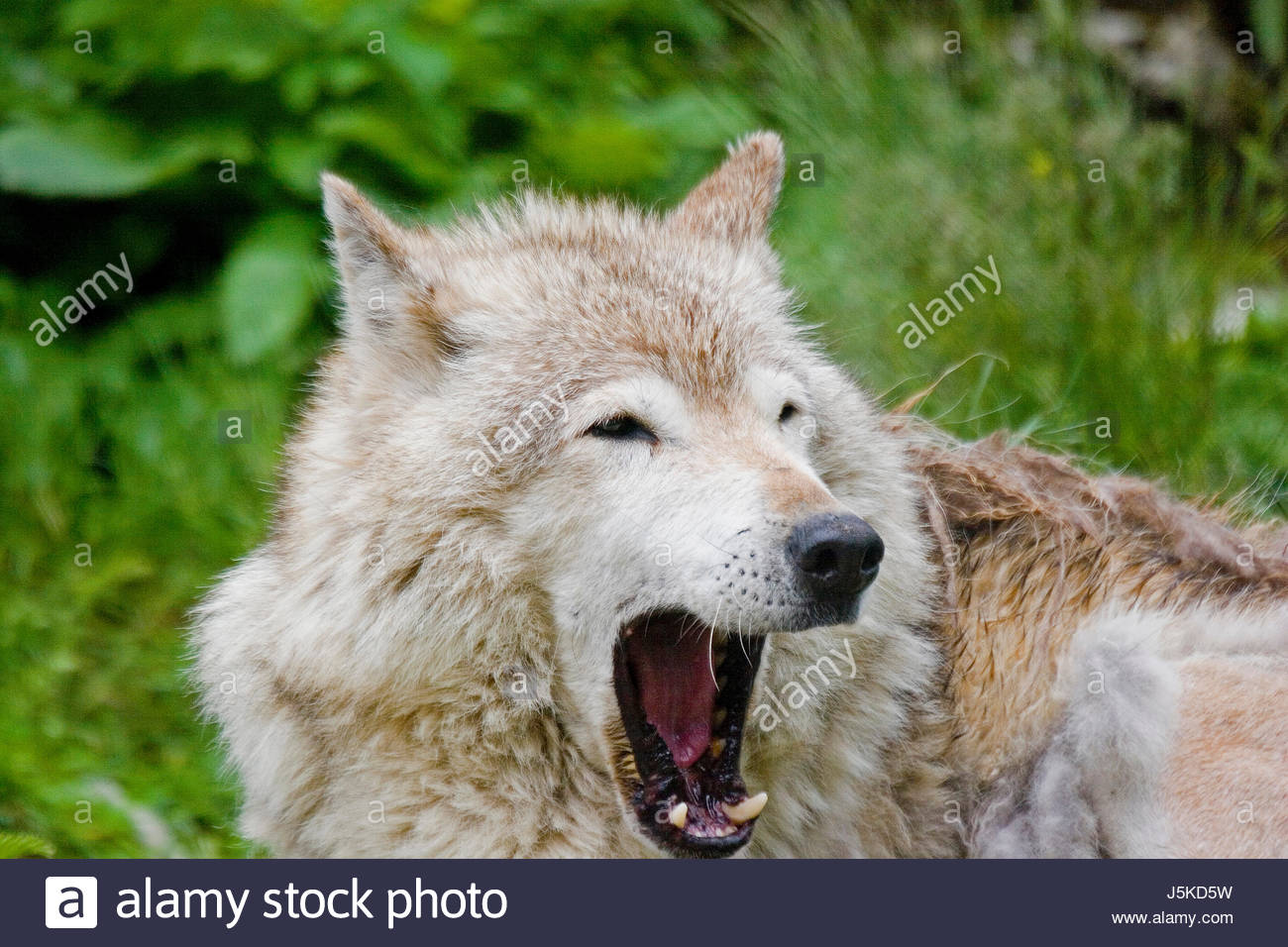 Wolfsschnauze High Resolution Stock Photography and Images - Alamy
