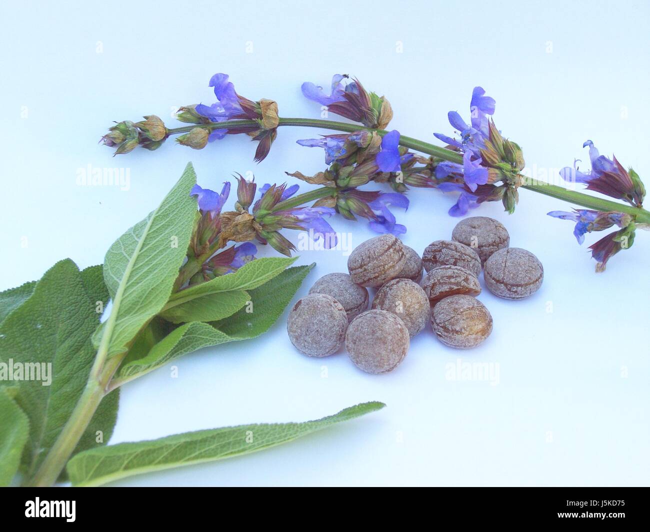 leaf health optional branch sage candy means agent medicine drug remedy ...