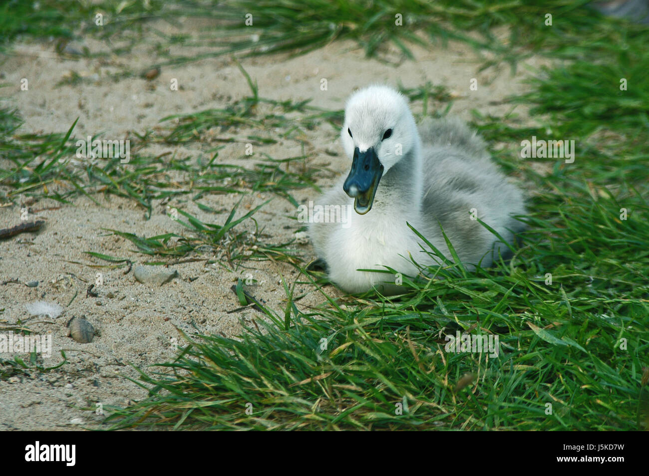 bird swan birds beak open waterfowls waterfowl young animal peep cackle ...