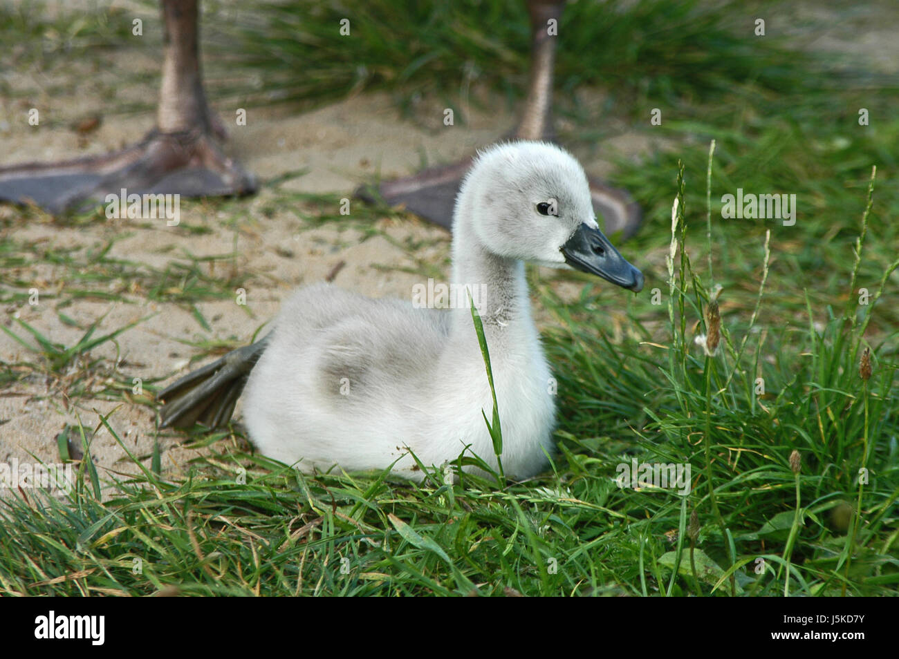 bird swan birds feet waterfowls waterfowl young animal facilitate ease ...