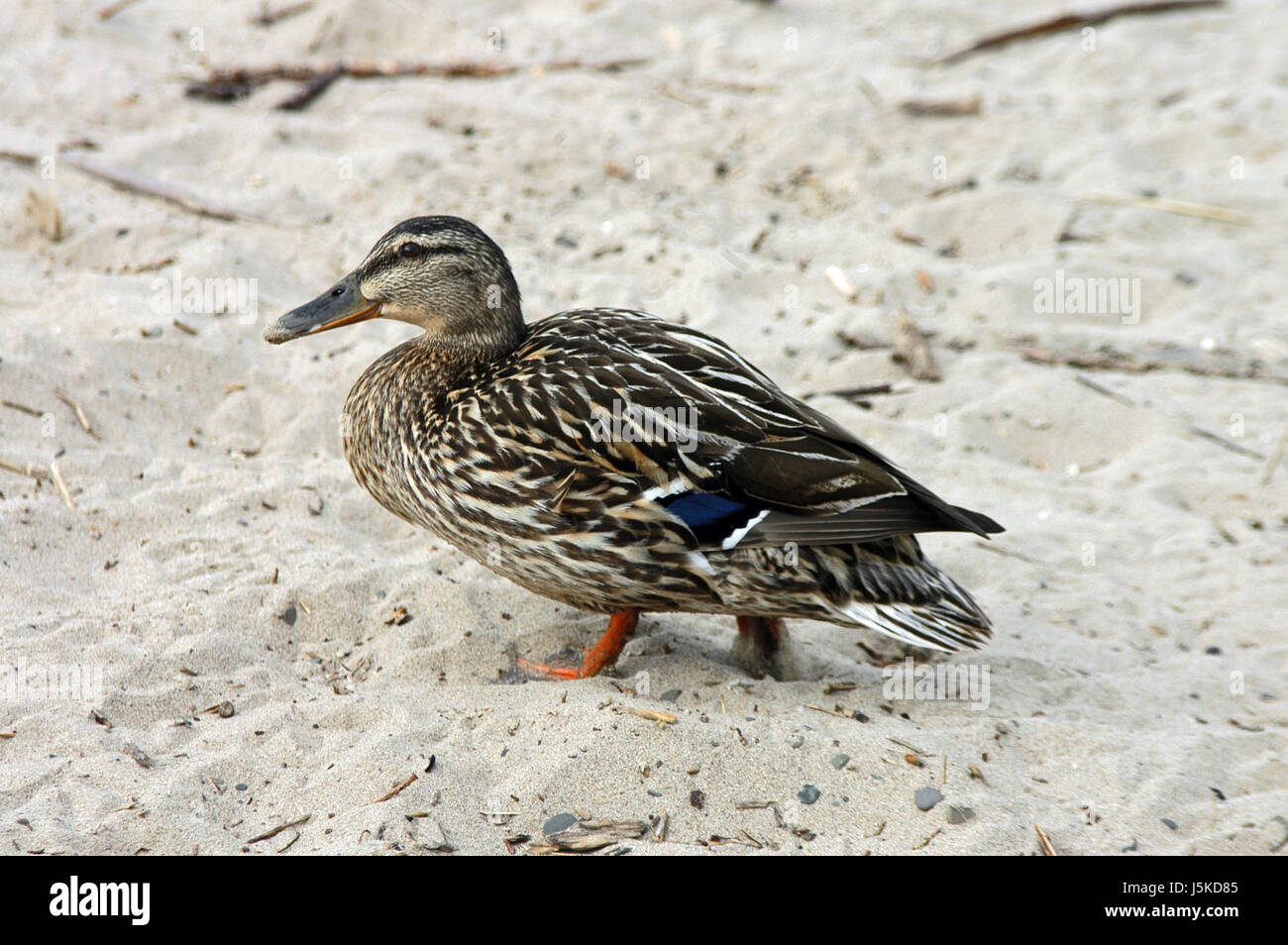walk go going walking bird birds feathers feathering duck waterfowls ...