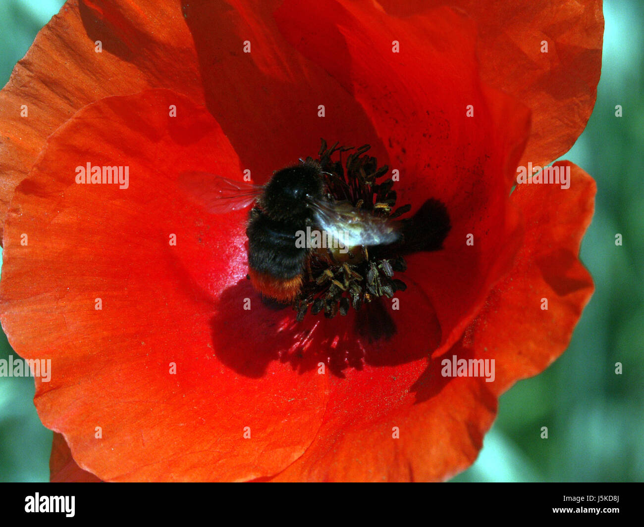 insect green bumblebee coloured colourful gorgeous multifarious richly ...