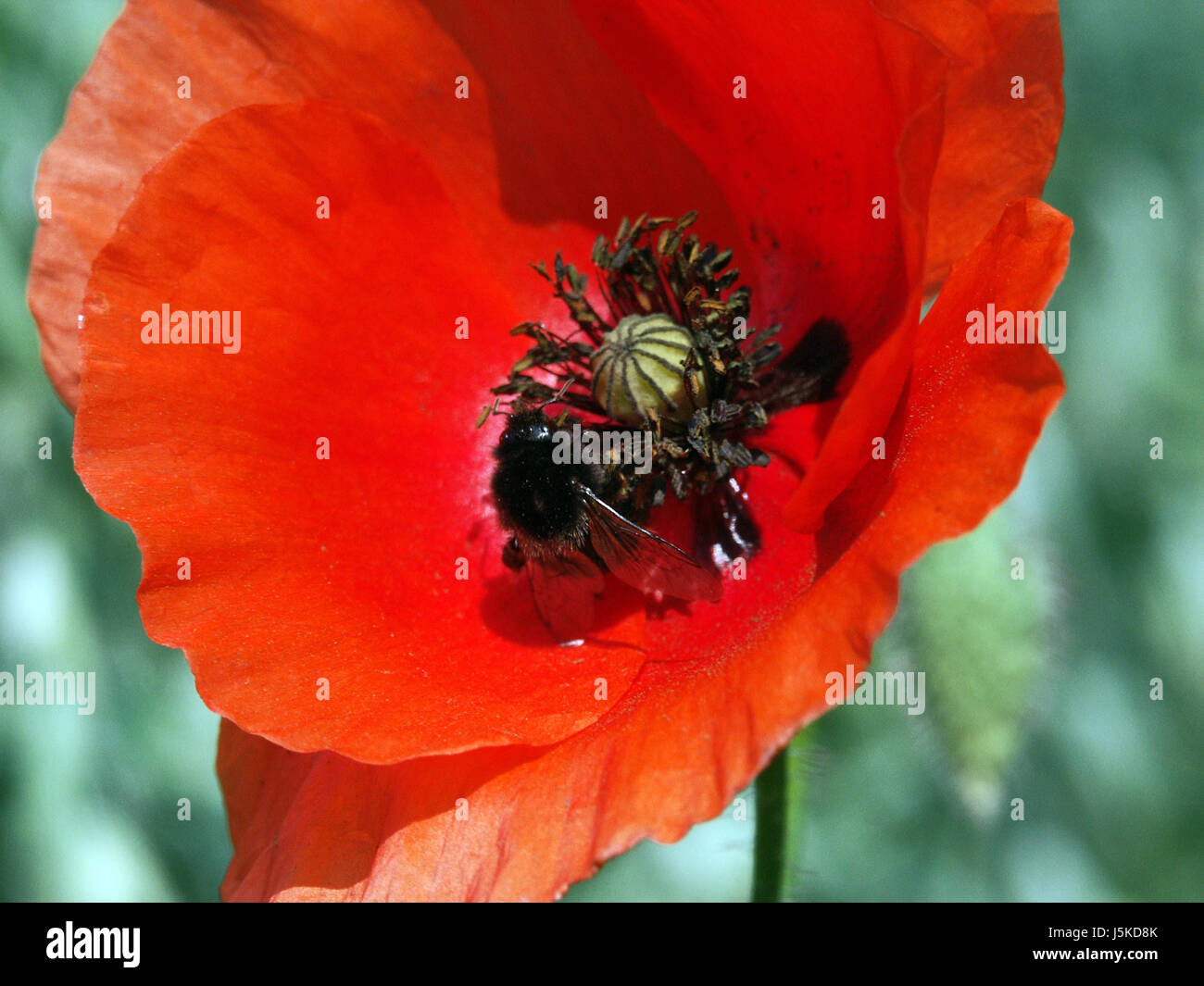 insect green bumblebee coloured colourful gorgeous multifarious richly ...