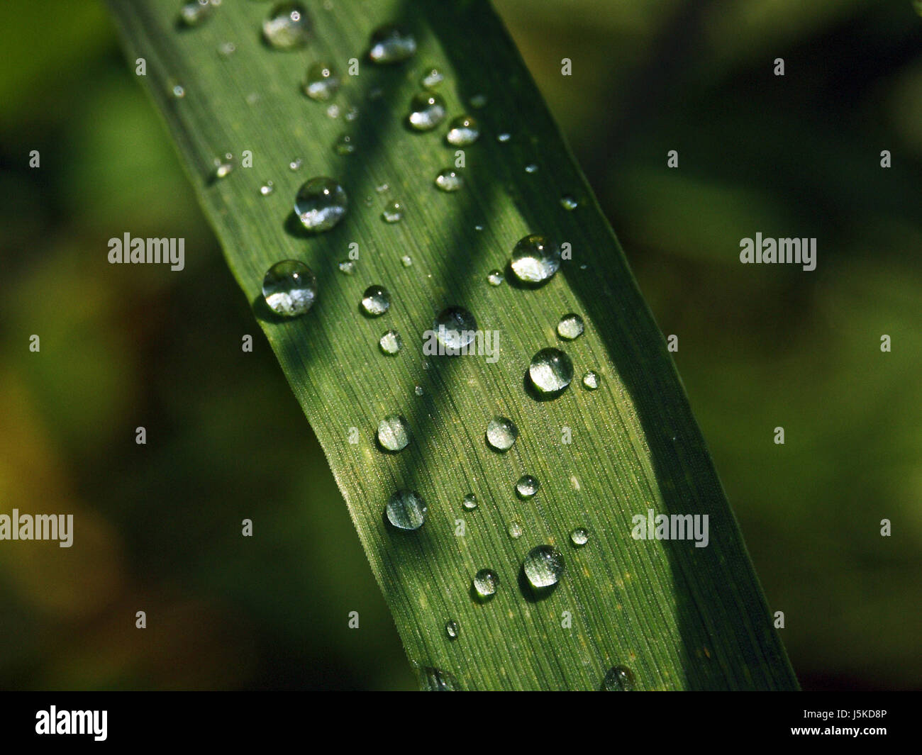 raindrop grain sunlight lighting effect lines wet barley barley corn ...