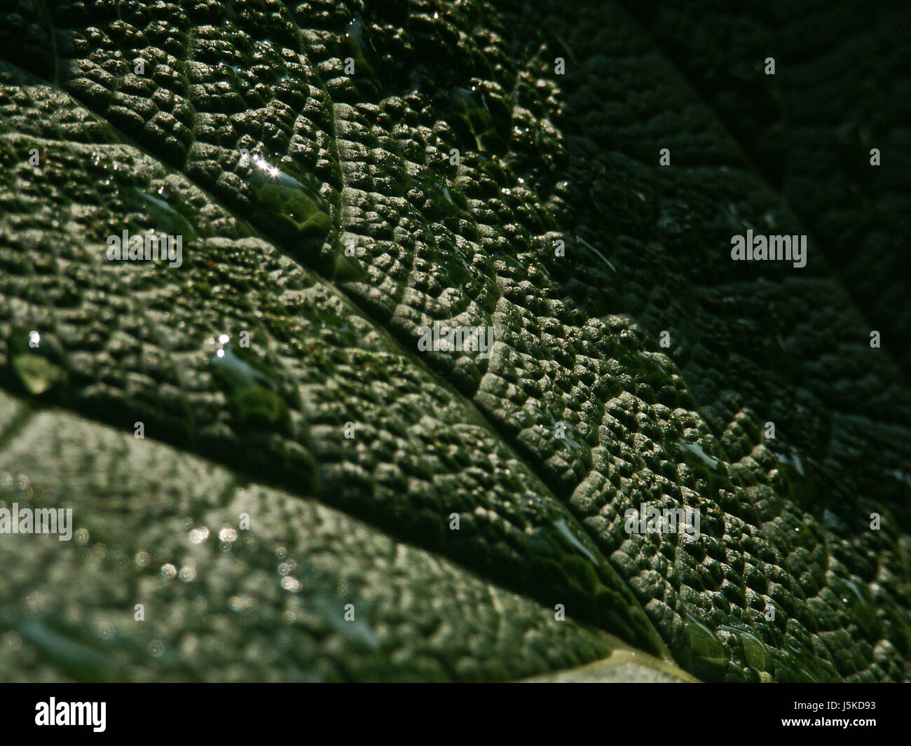 leaf green botany lines vein diagonal mammoth structured dark-green ...