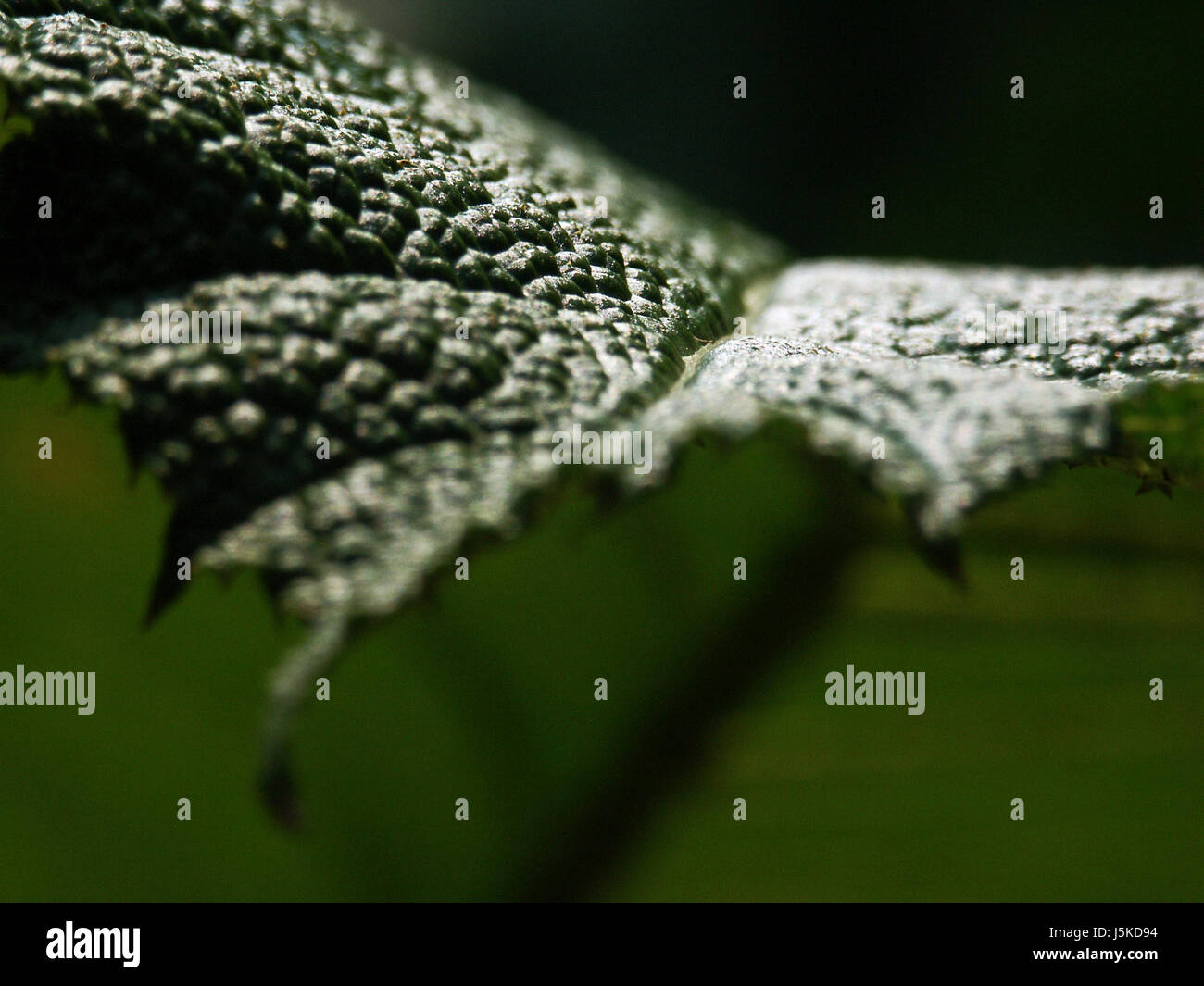 leaf green botany lines vein diagonal sharpening process mammoth ...