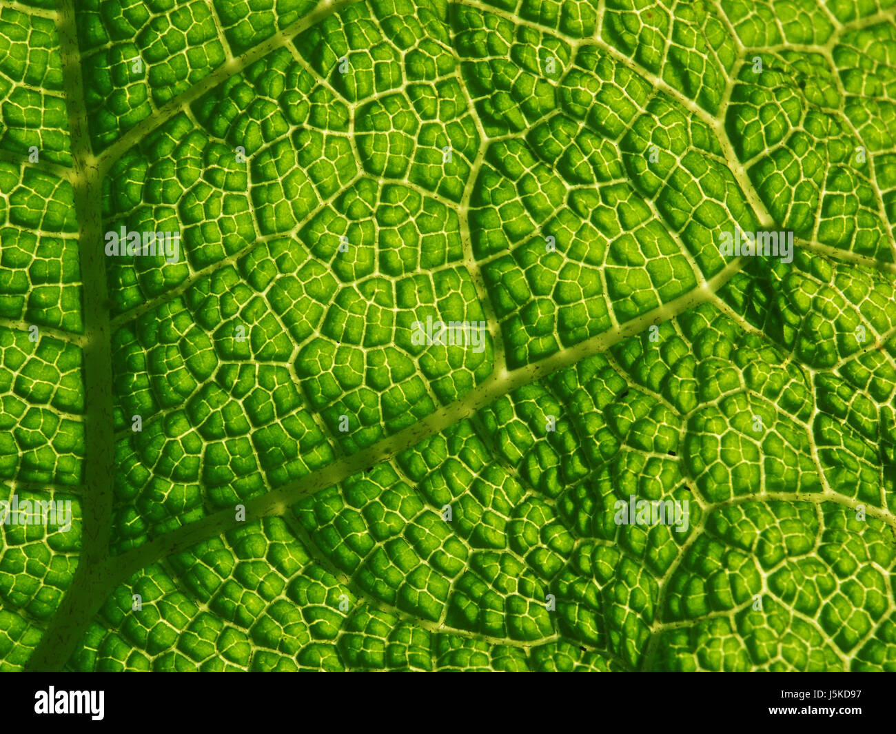 leaf green flora botany lines vein diagonal mammoth background image ...