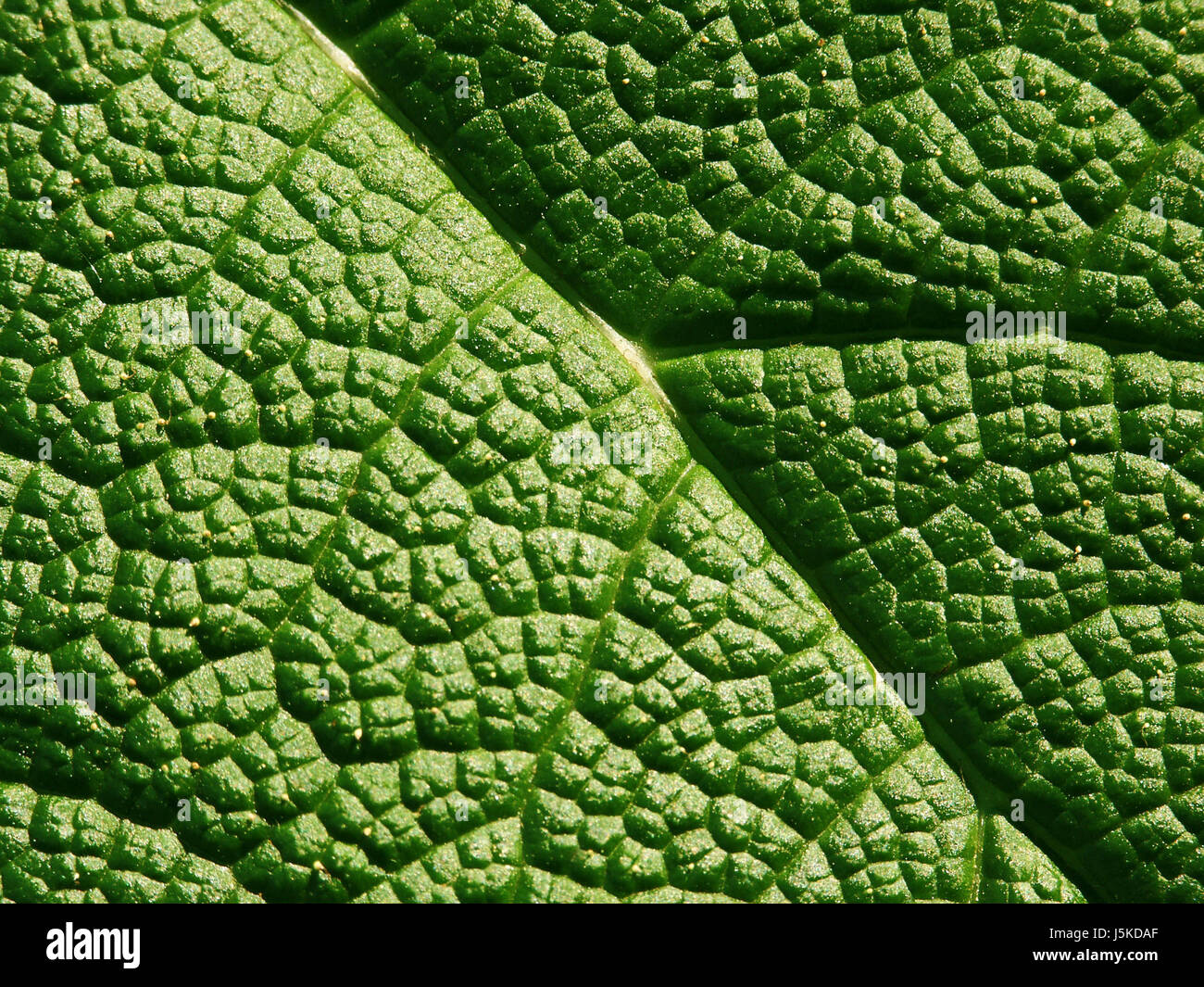 leaf green botany lines vein diagonal mammoth background image juicy ...