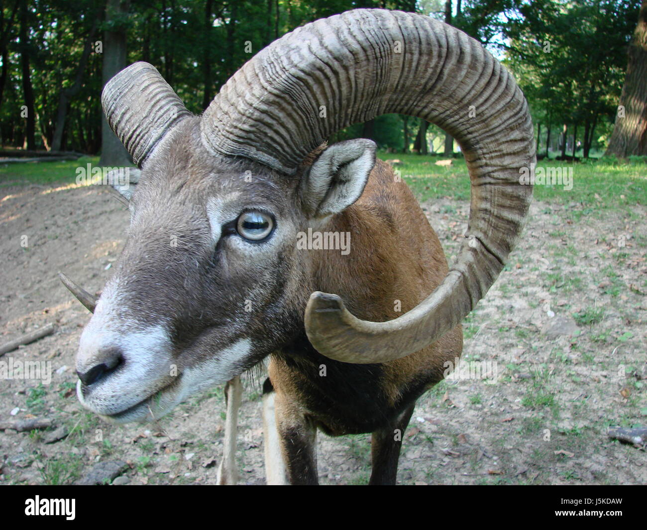 ovis ammon musimon - mouflon Stock Photo - Alamy