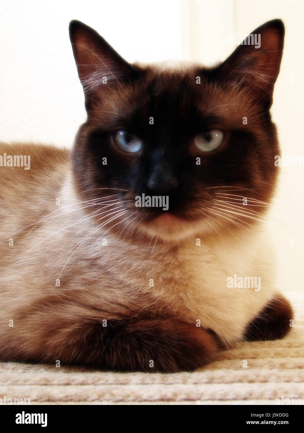 animal,pet,animals,eyes,breed of cat,pussycat,cat,domestic cat ...