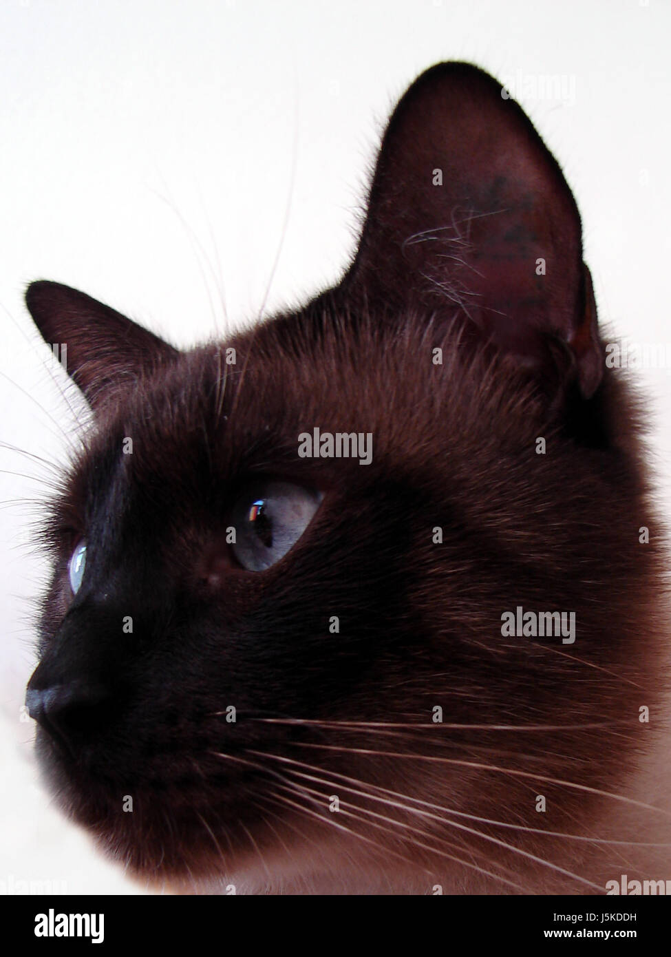 animal,pet,animals,eyes,breed of cat,pussycat,cat,domestic cat ...