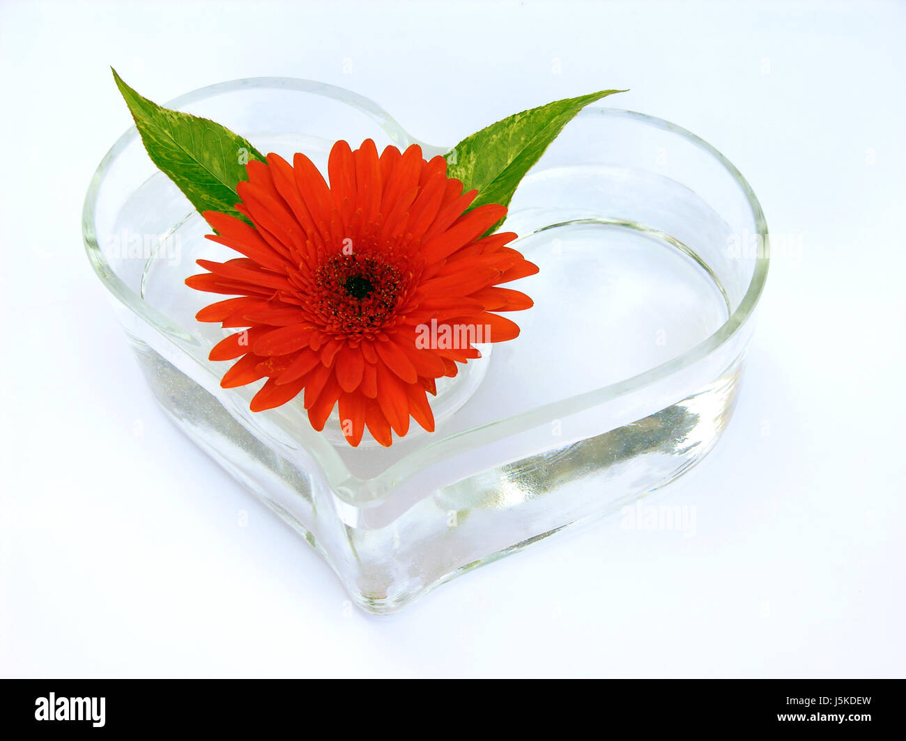 optional flower plant green wedding marriage marriage ceremony wedding ...