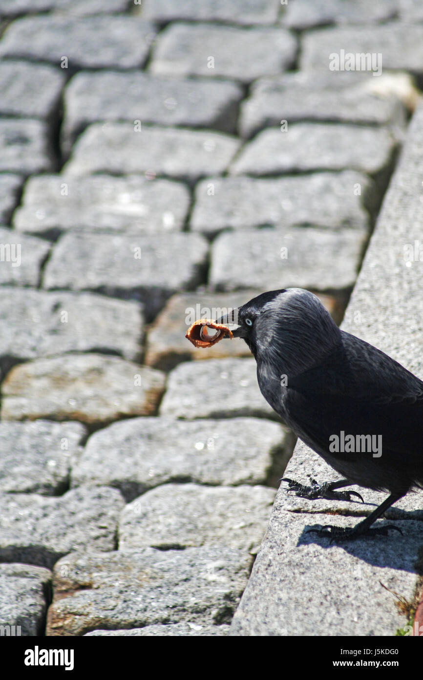 environment enviroment stone bird birds eyes plaster beak feathering ...