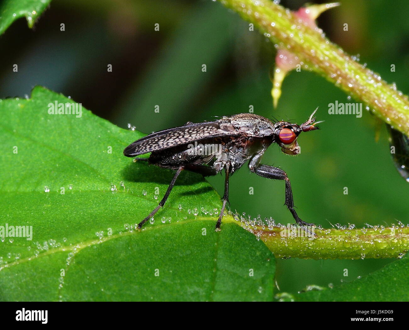 Familie platystomatidae hi-res stock photography and images - Alamy