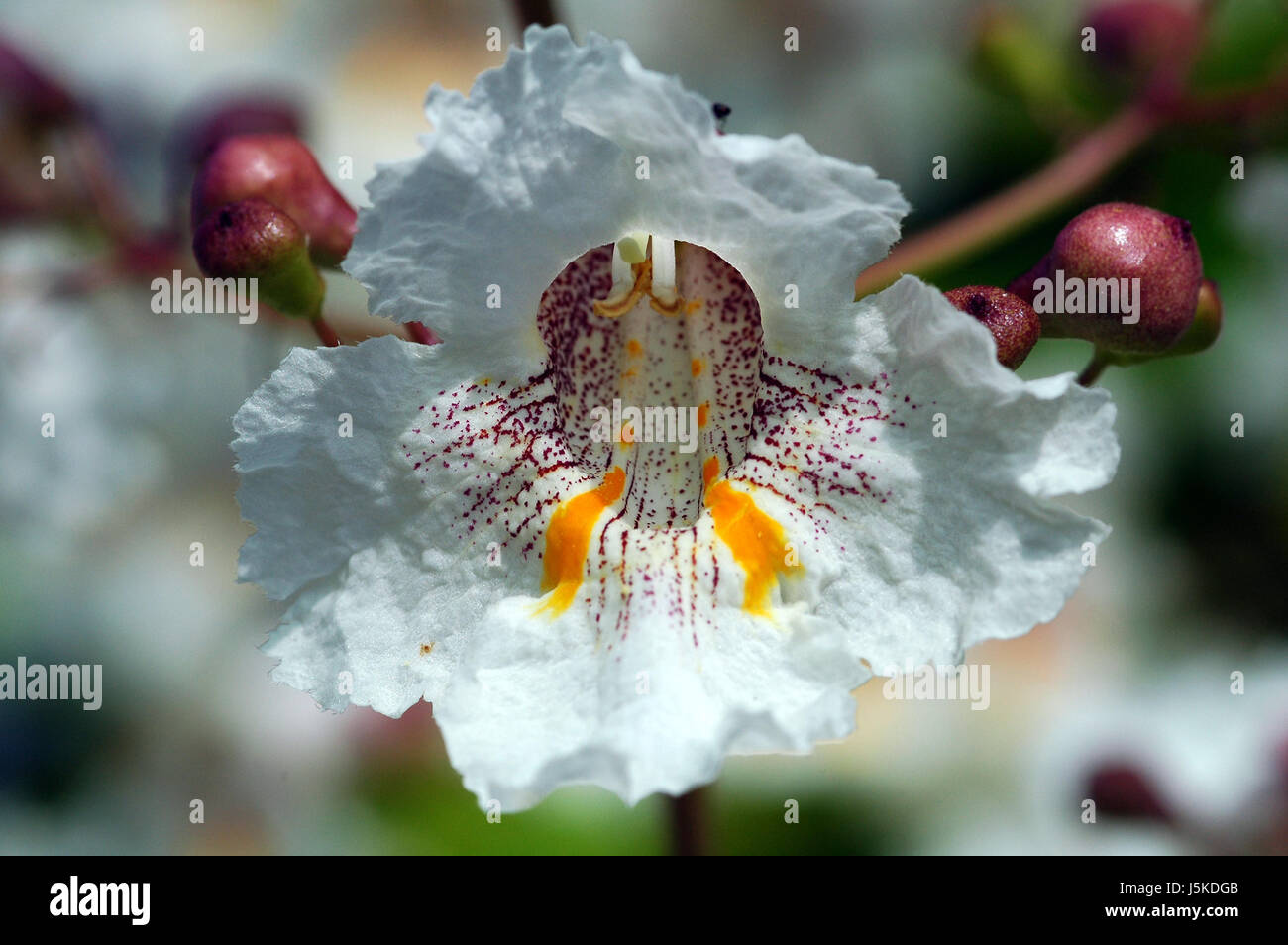 tree trees garden plant bloom blossom flourish flourishing botany ...