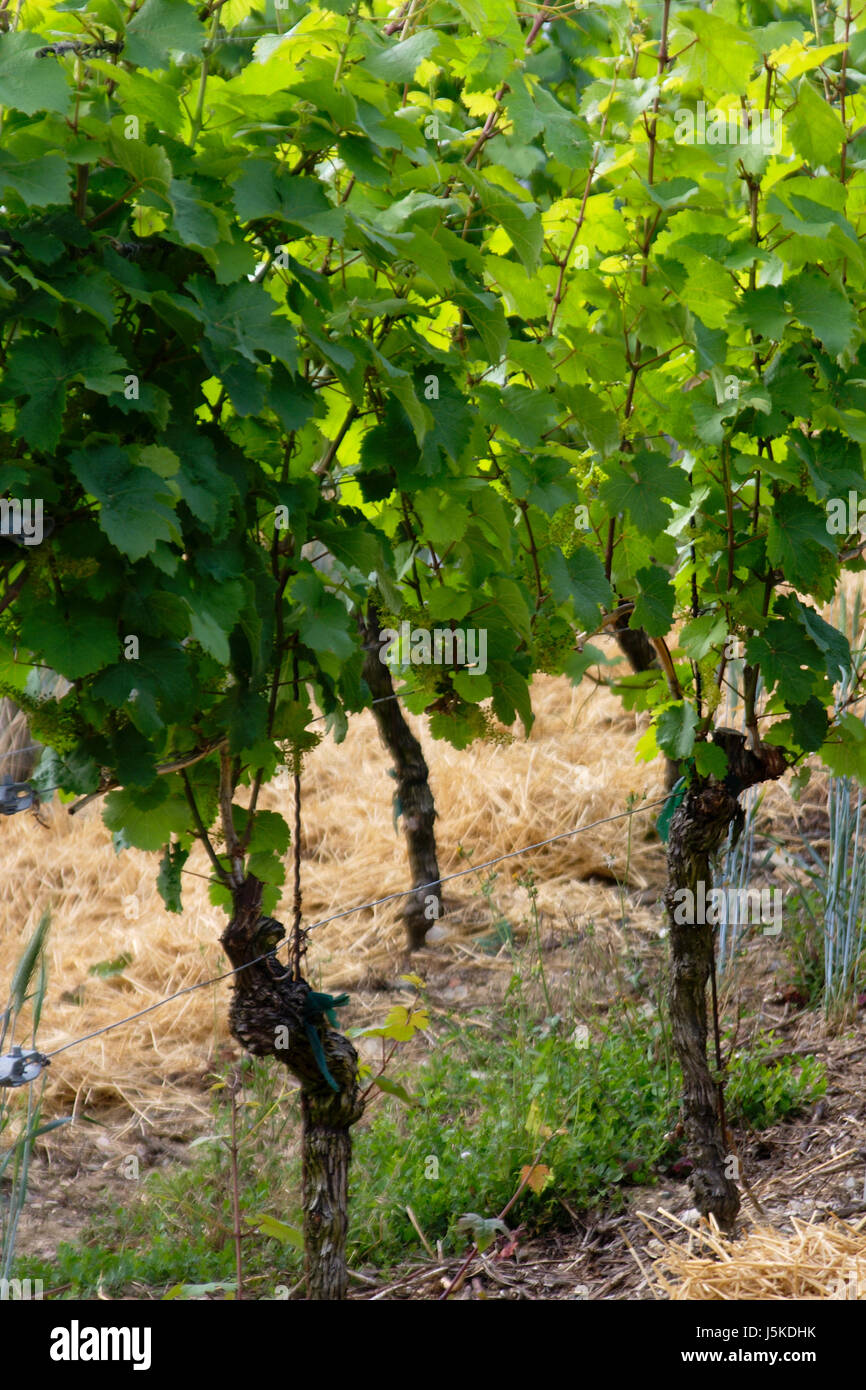 leaf green agriculture farming lust addiction tendency vineyard ...