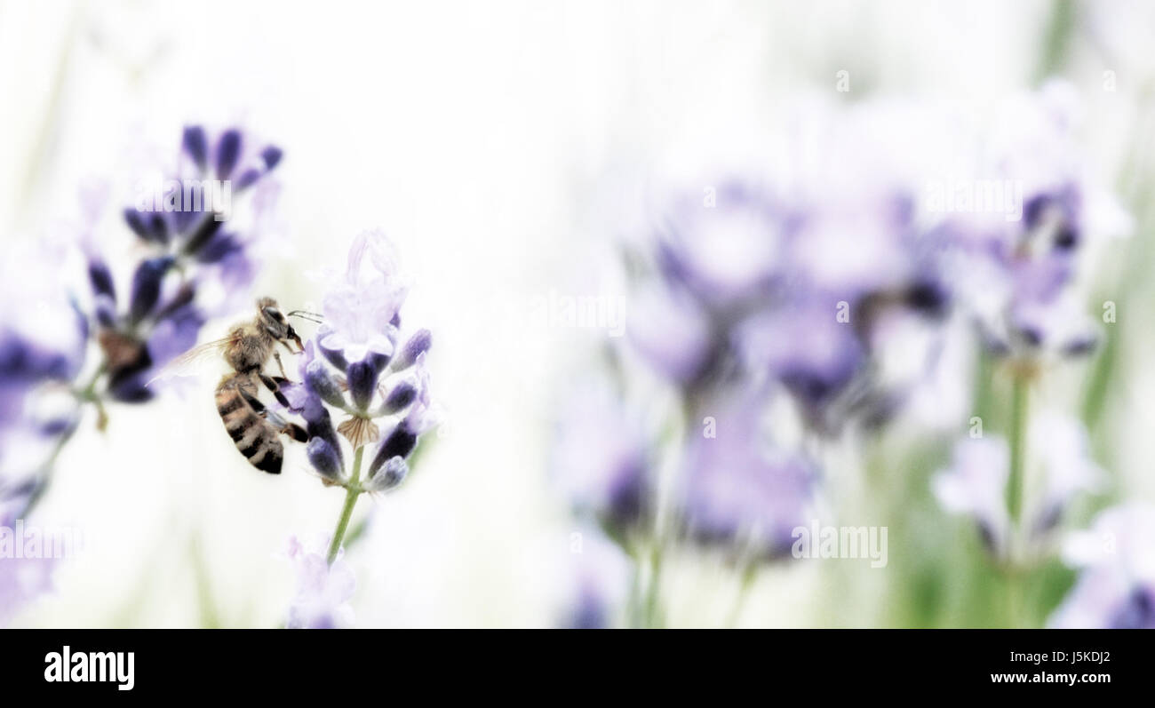 insect flower plant fauna bloom blossom flourish flourishing flora ...