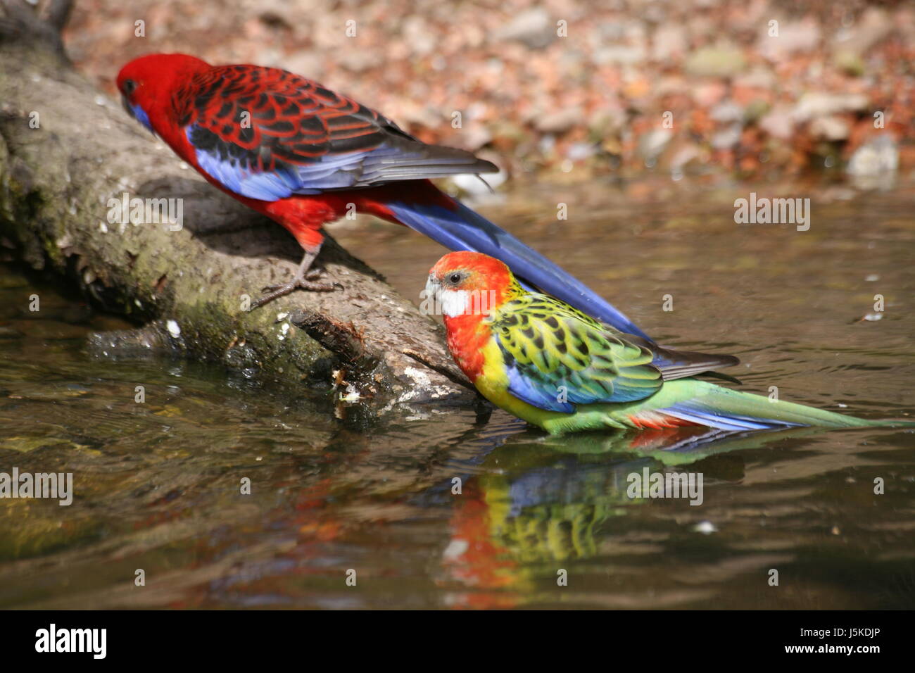 blue animal pet bird trunk coloured colourful gorgeous multifarious ...