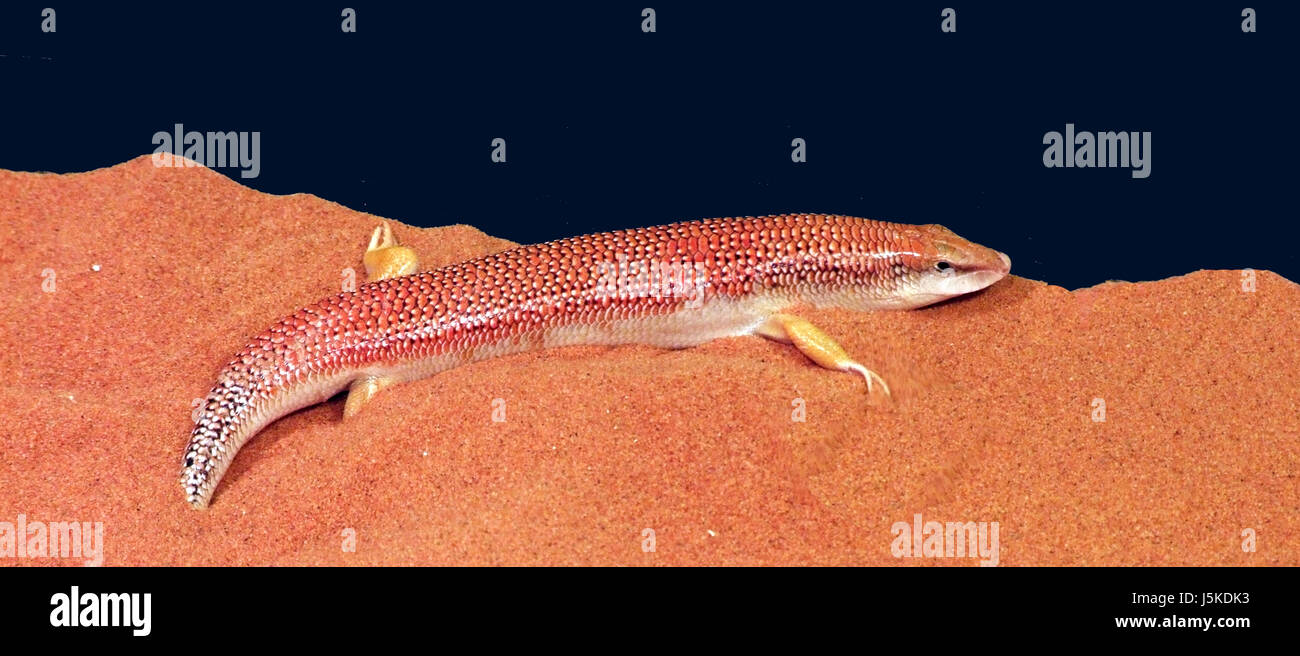desert wasteland saurian fish locomotion hovel habitat smooth sand fish ...