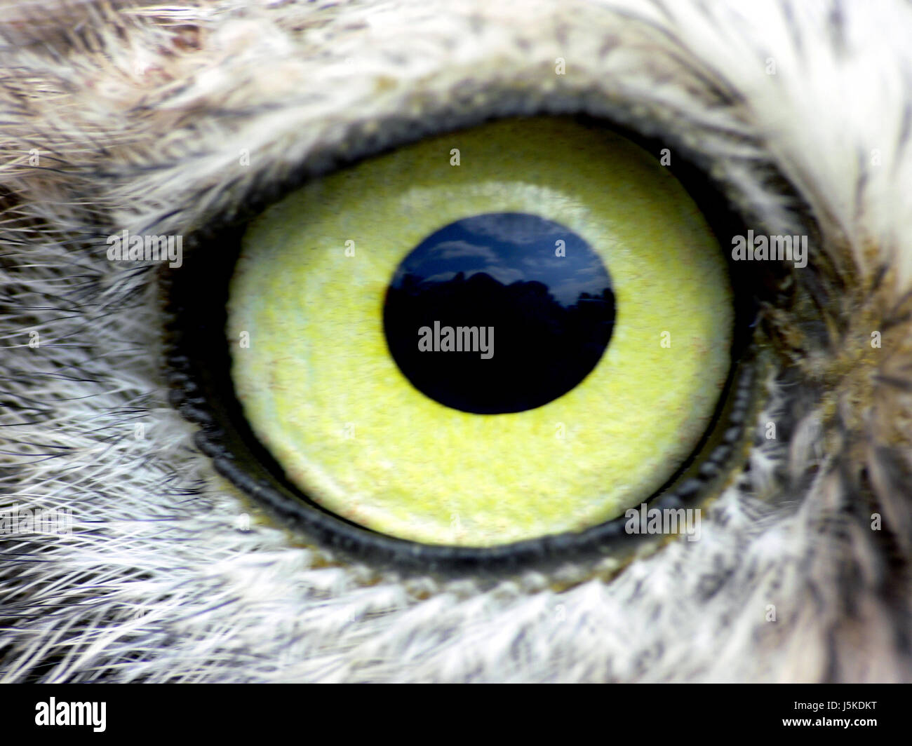 macro close-up macro admission close up view eye organ birds of prey ...