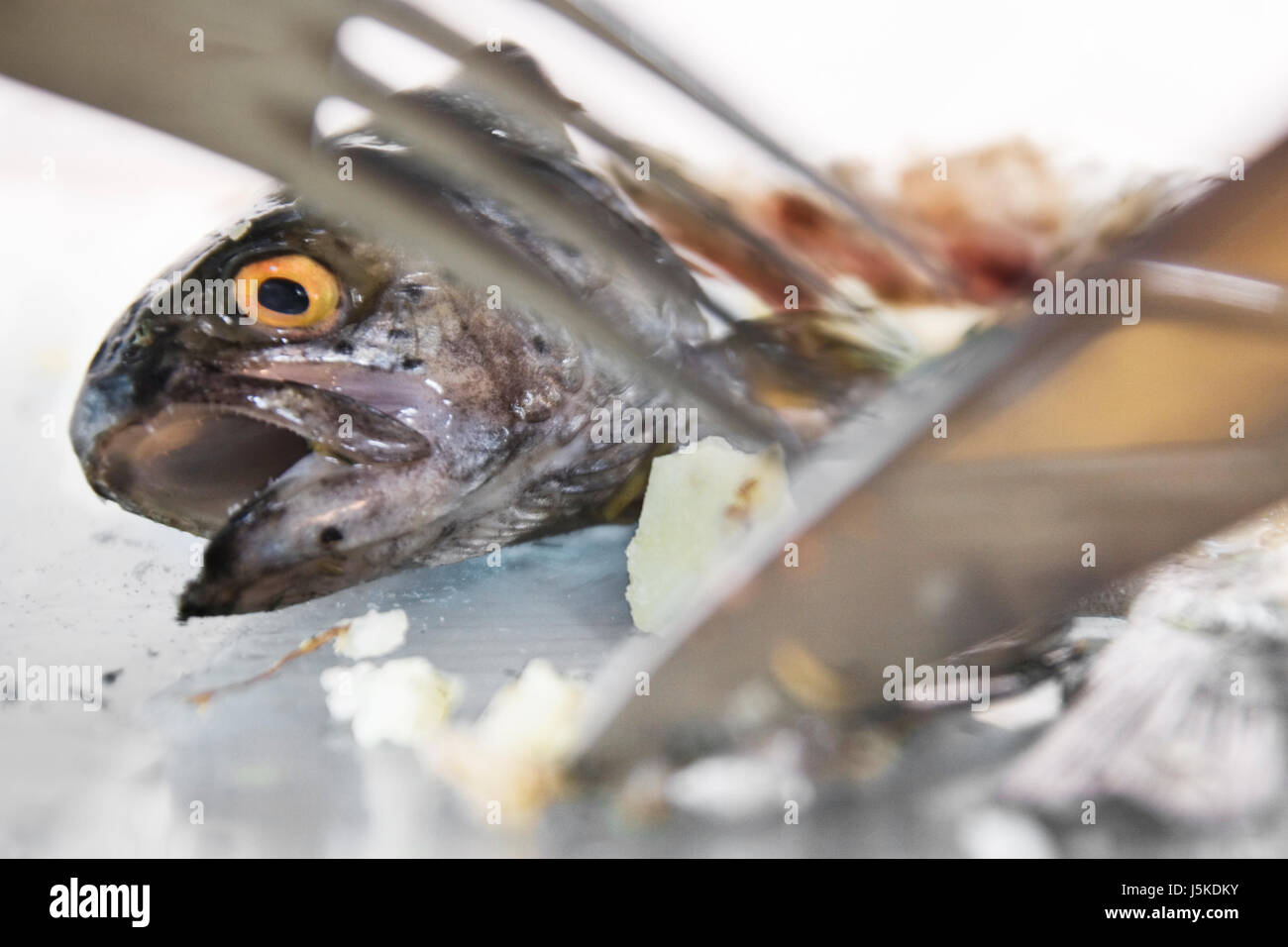 food aliment health hardware fish boil cooks boiling cooking tail trout ...