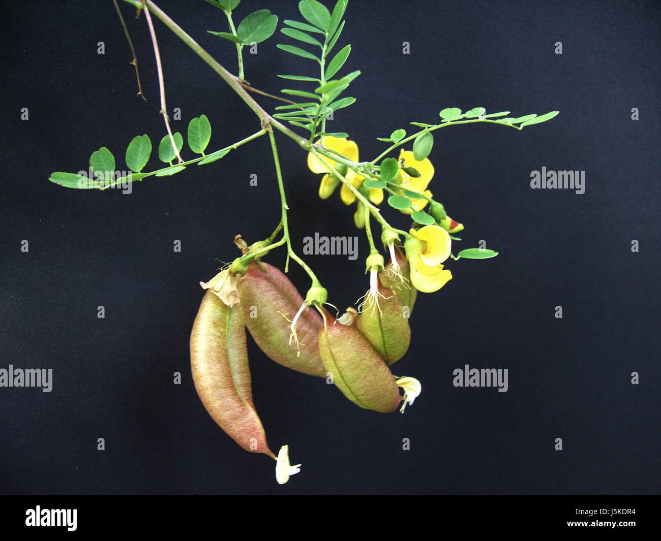 Yellow bladder shrub hi-res stock photography and images - Alamy