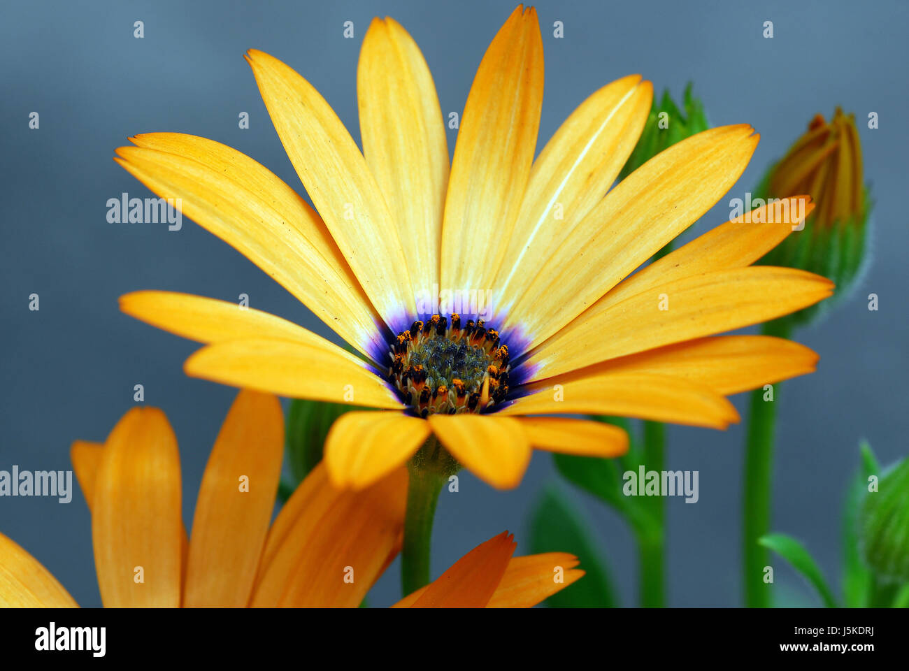Marigold pigment hi-res stock photography and images - Alamy