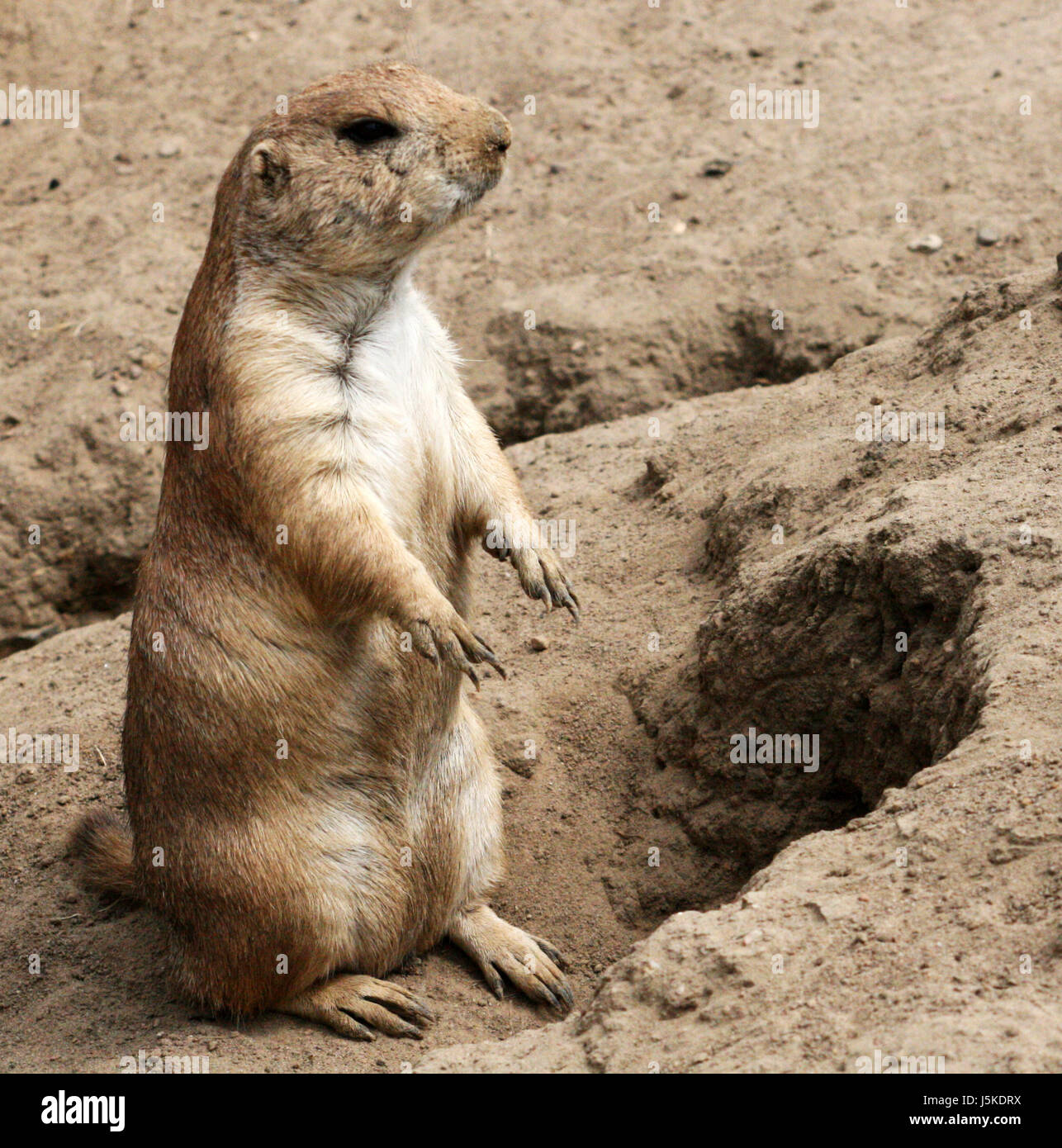 desert wasteland animal ground soil earth humus brown brownish brunette ...