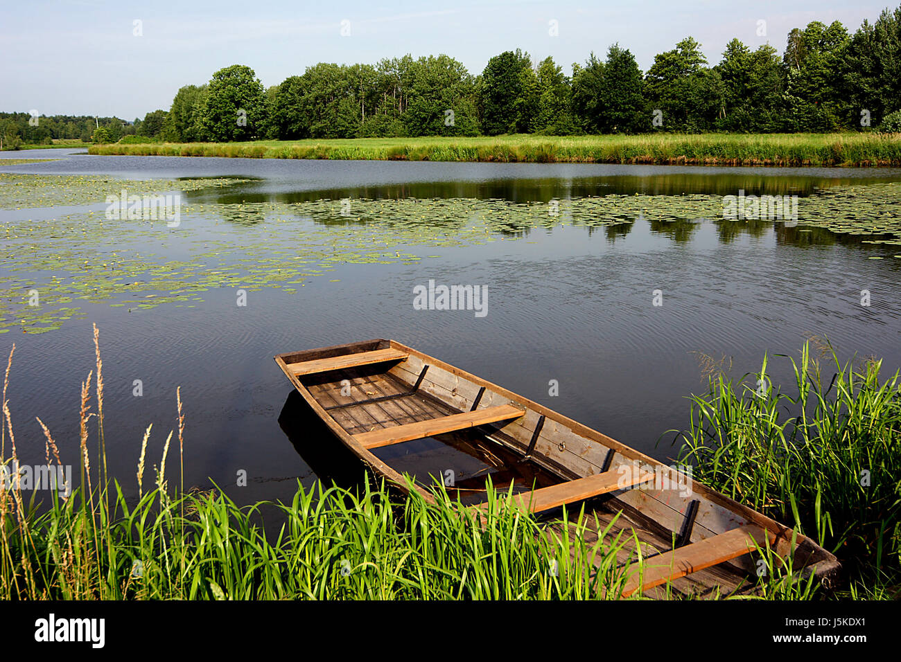 relaxation tree trees flower flowers plant waves reed grasses mirroring ...