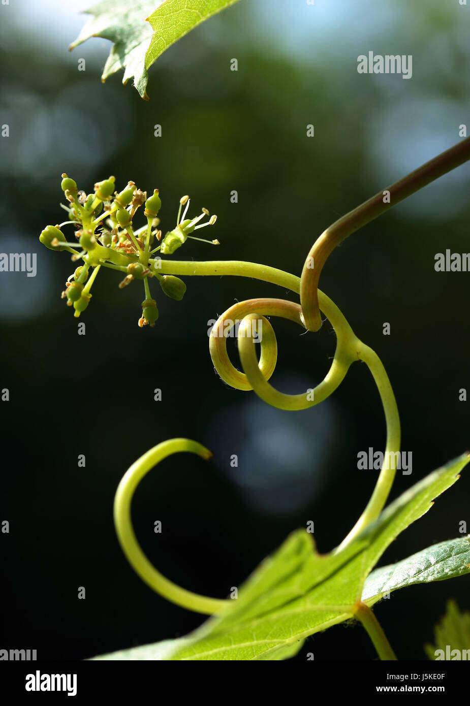 cirrus,tendrils,vine-blossom,vine,grape vine,grape-vine,vine leaf ...