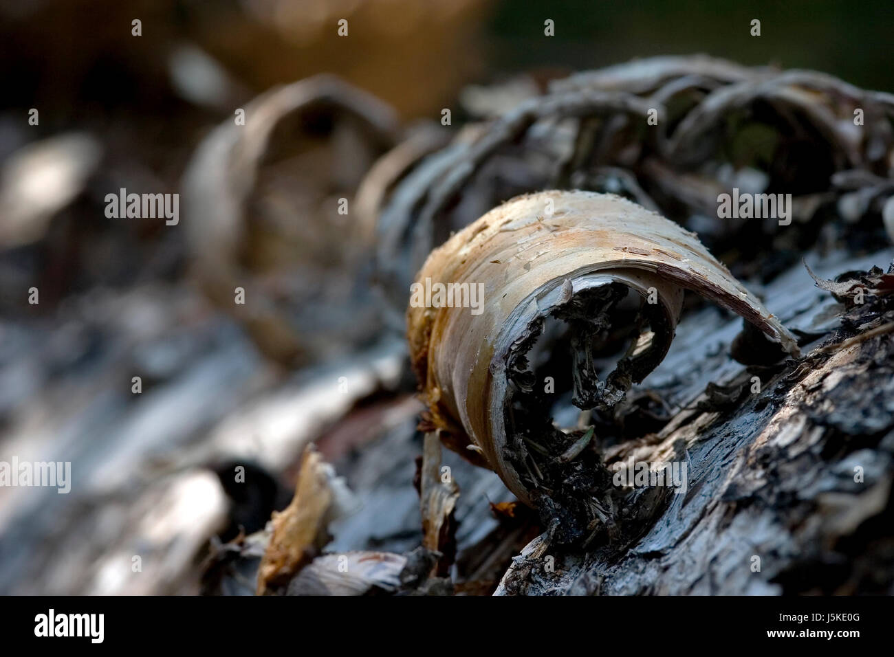 tree wood pine energy power electricity electric power oak branch bark ...