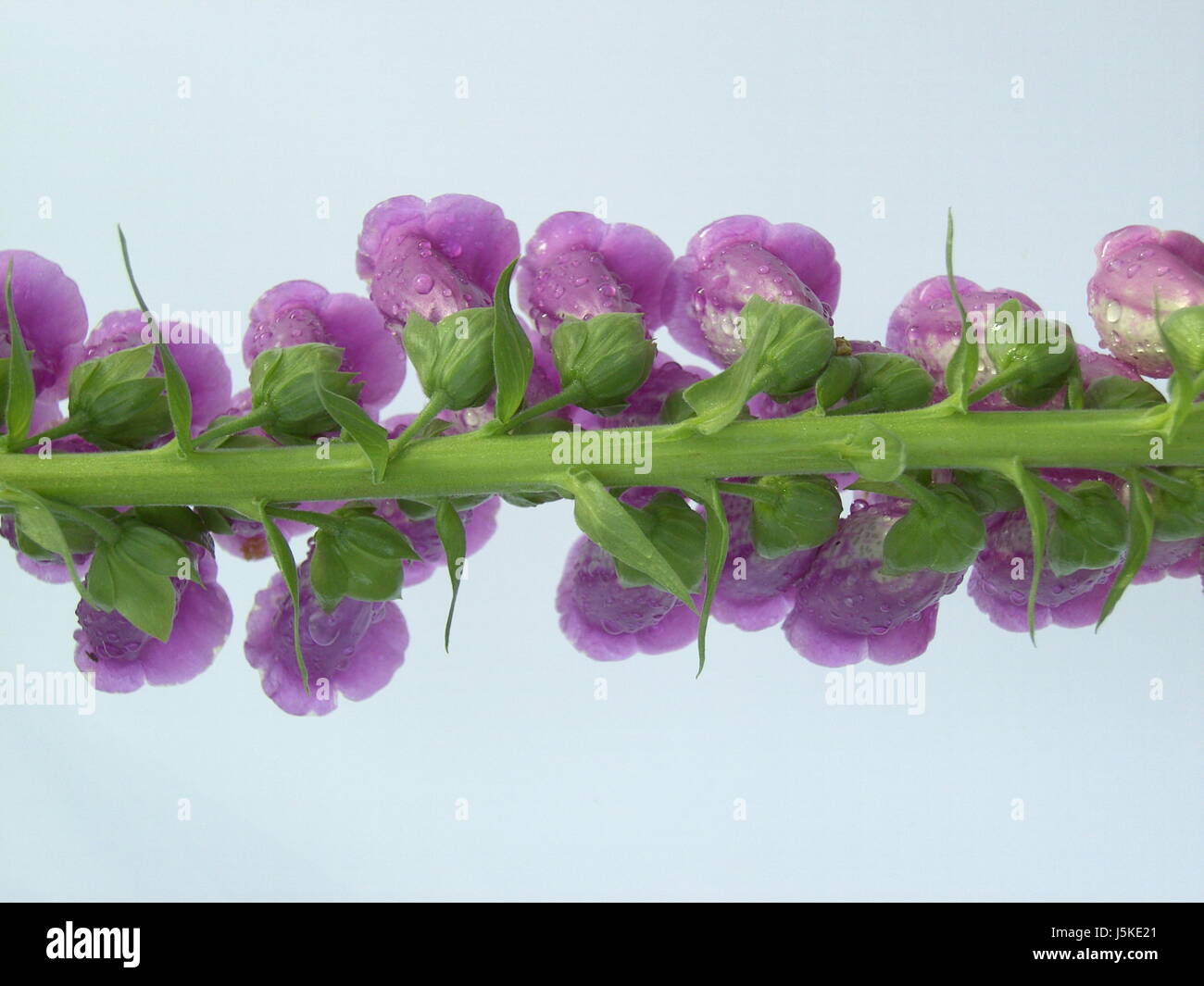 Fingerhut hi-res stock photography and images - Alamy