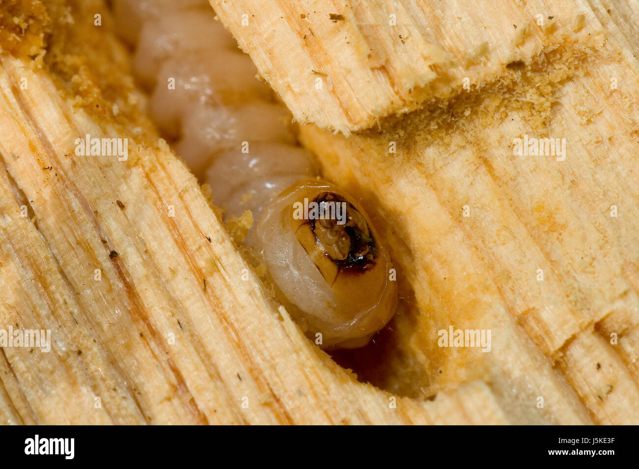 wood cut varmint larva wood worm log of wood schrotbock schrotbocklarve ...