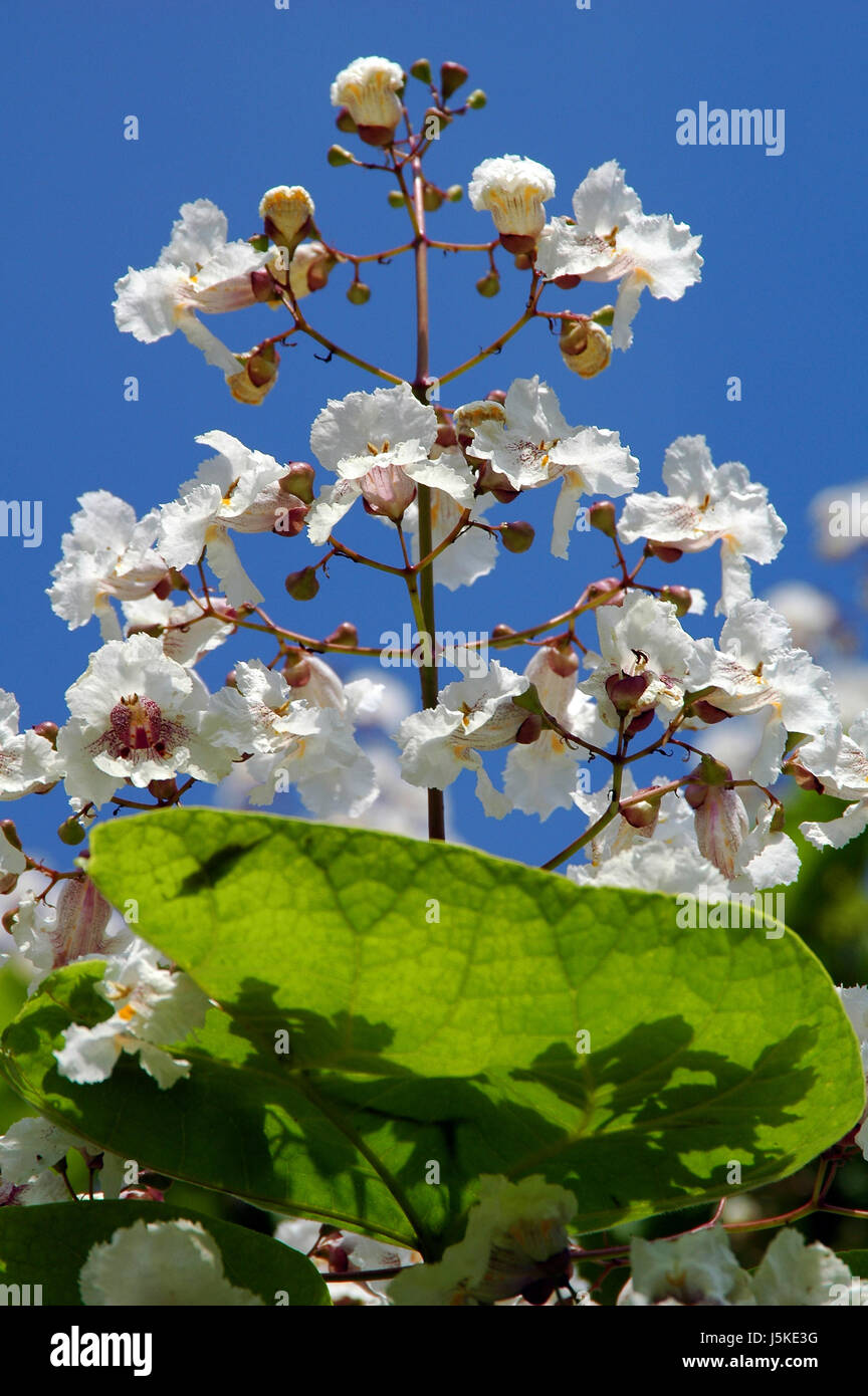 leaf tree trees garden plant green bloom blossom flourish flourishing ...