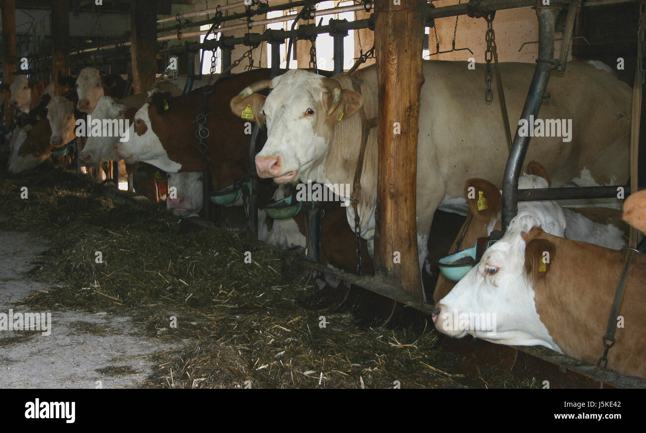 bucolic animals agriculture farming chain cow stable cows farm cattle ...