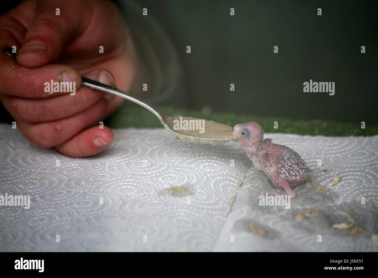 hand hands pet bird birds australia breeding budgerigar feed chick ...