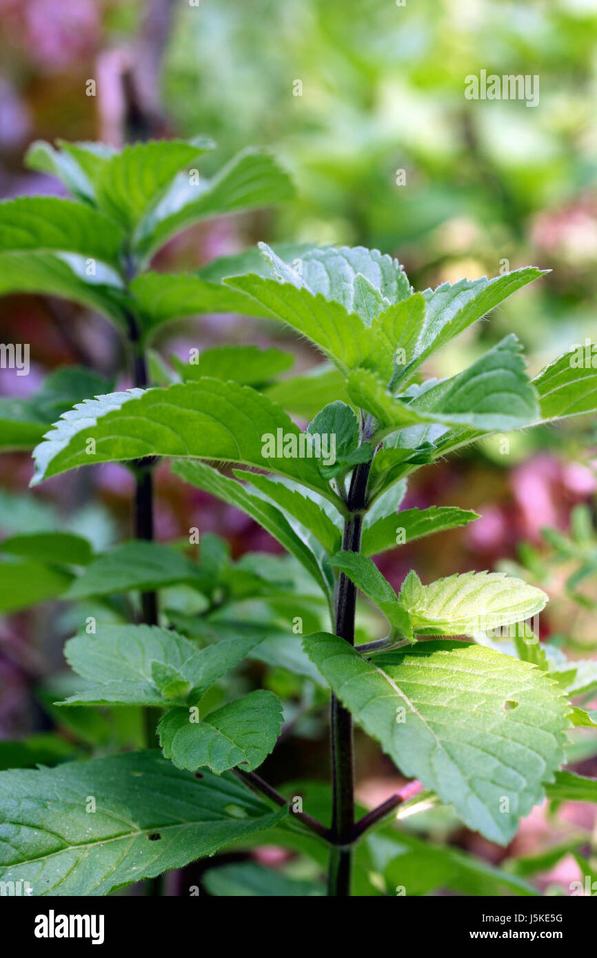 tea green mint digestion herb tea peppermint digestive stomachic ...