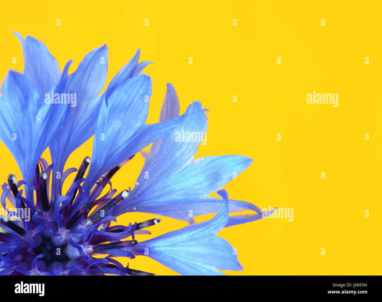 blue flower plant botany acre corn field yellow nature cornflower gruen ...