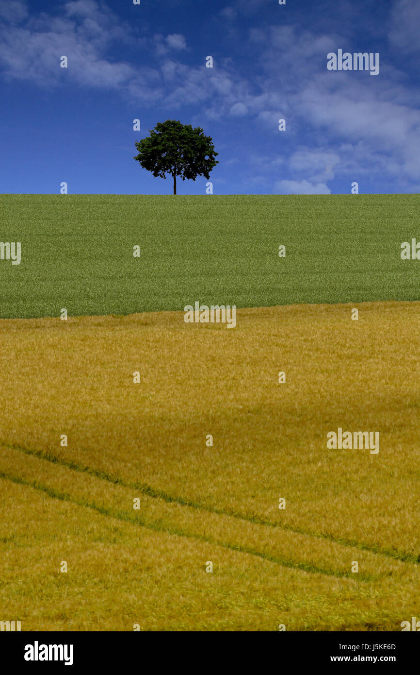 tree in grain Stock Photo - Alamy