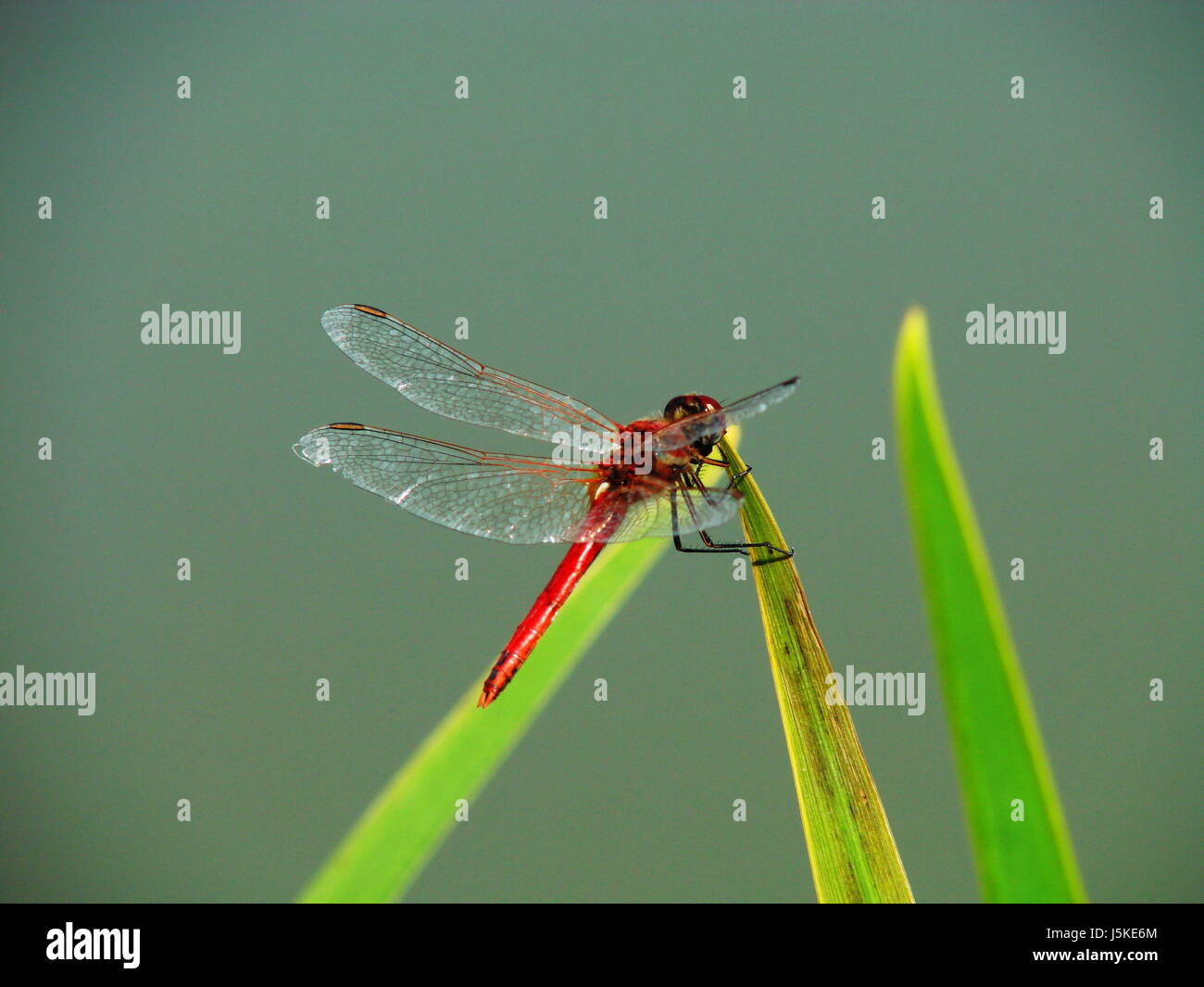 insect dragonfly wildlife salt water sea ocean water heidelibelle rote ...