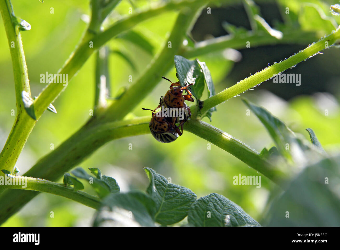 garden animal insects field beetle spring acre varmints potato beetle ...