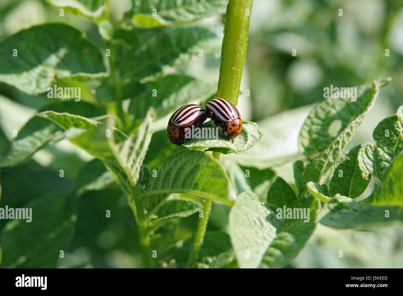 garden animal insects field beetle spring acre varmints potato beetle ...