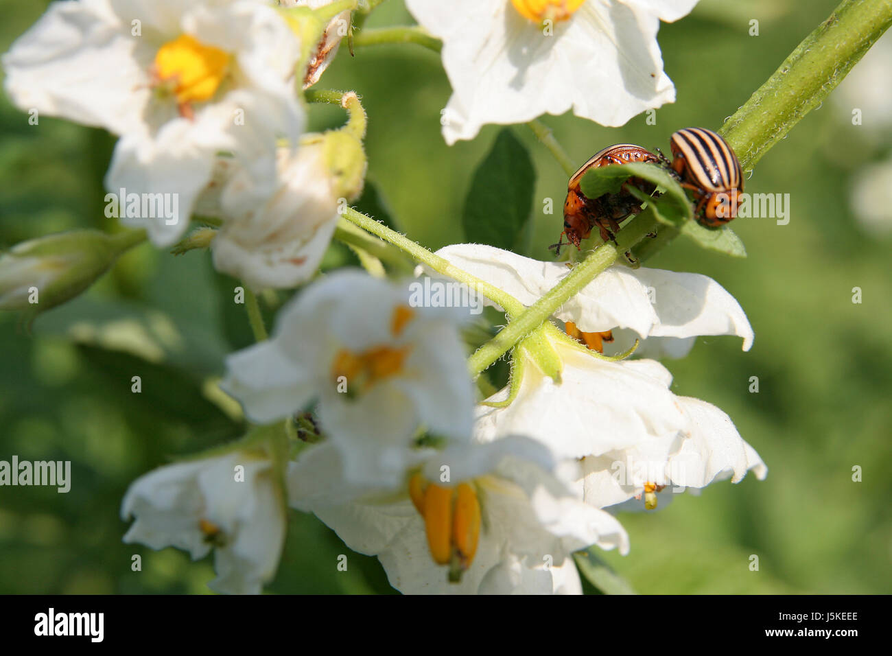 garden animal insects agriculture farming field beetle spring acre ...